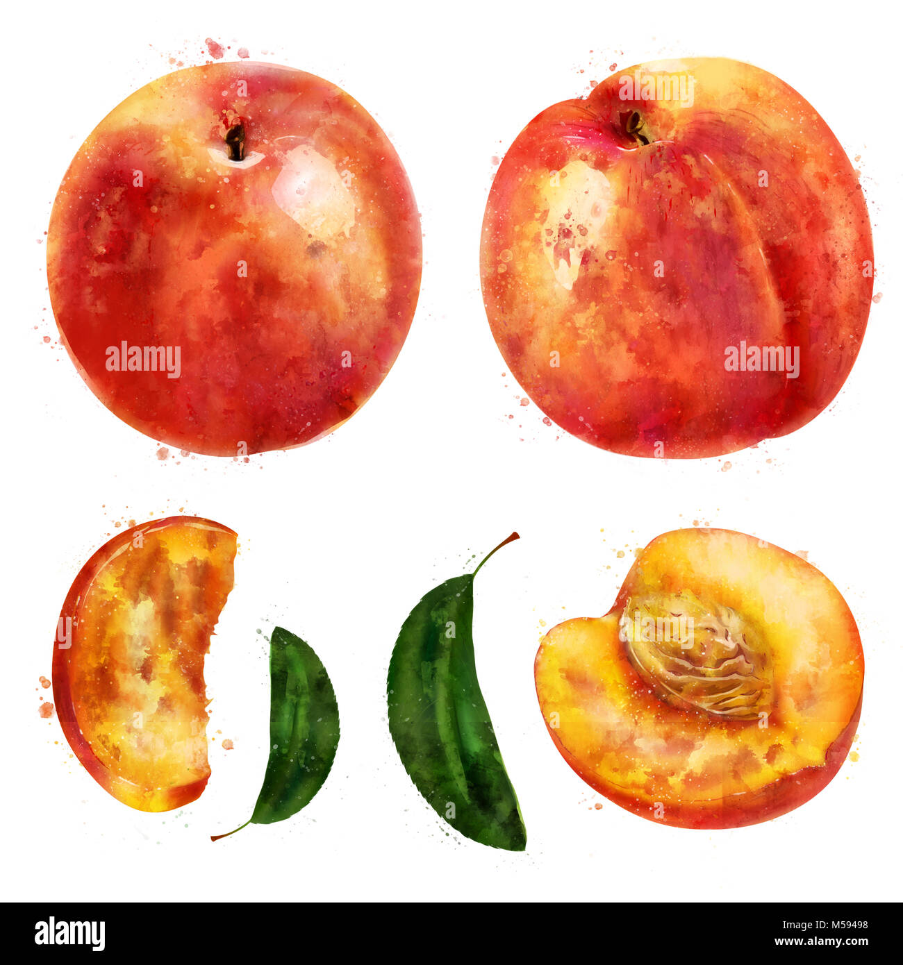 Peach on white background. Watercolor illustration Stock Photo - Alamy