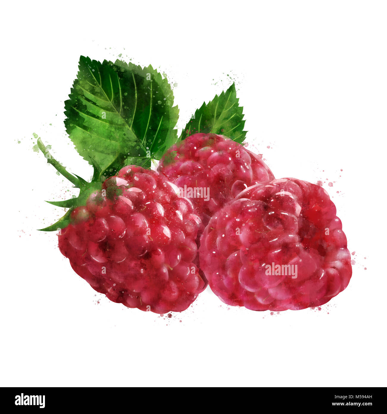 Raspberries on white background. Watercolor illustration Stock Photo ...
