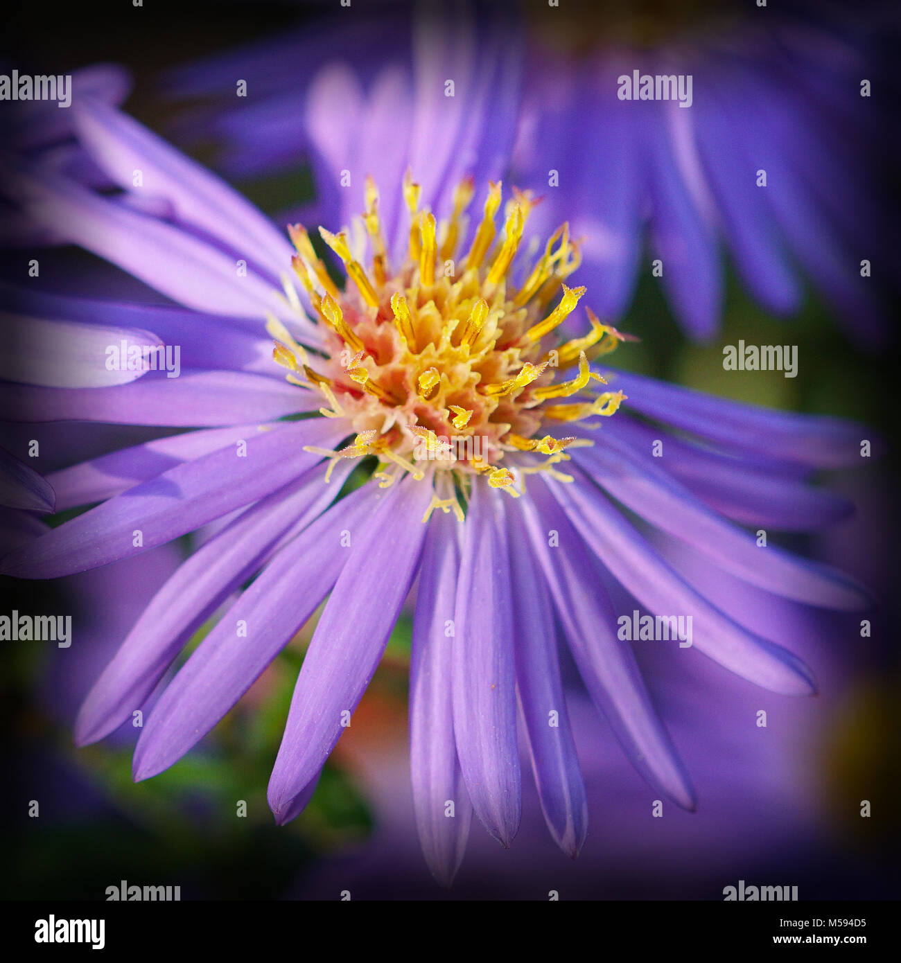 Mountain aster, Aster dumosus, colours of autumn Stock Photo - Alamy
