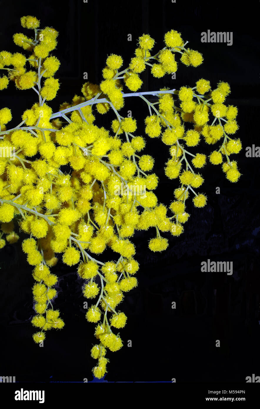 Mimosa flowering close-up Stock Photo - Alamy