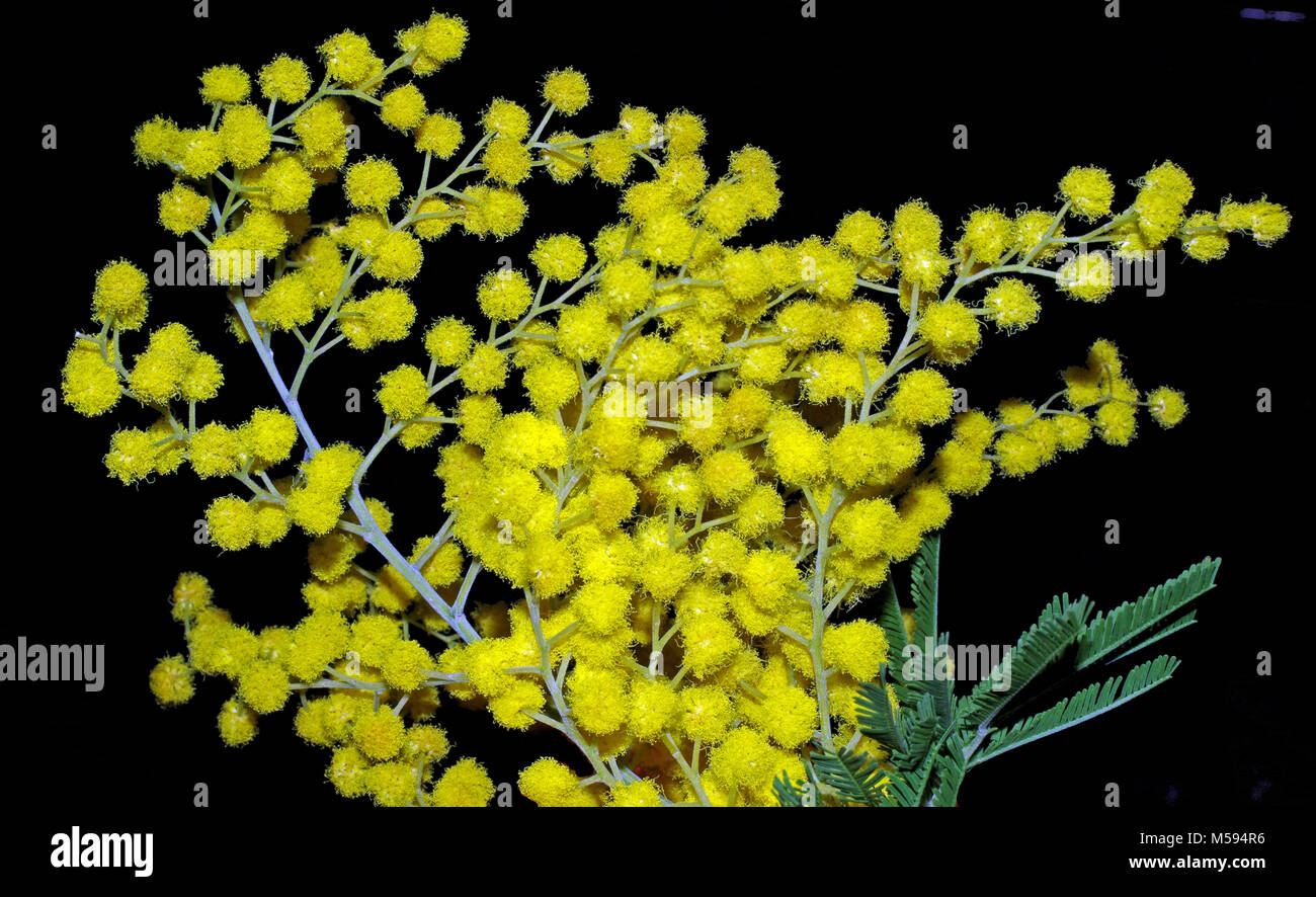 Mimosa blooms hi-res stock photography and images - Alamy