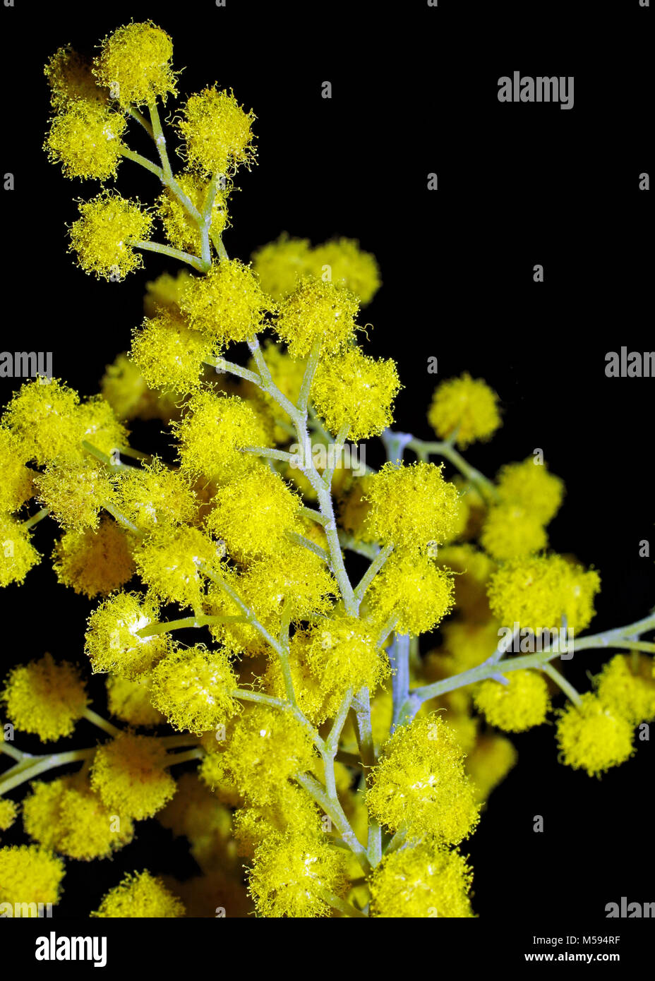Mimosa Blooms High Resolution Stock Photography and Images - Alamy
