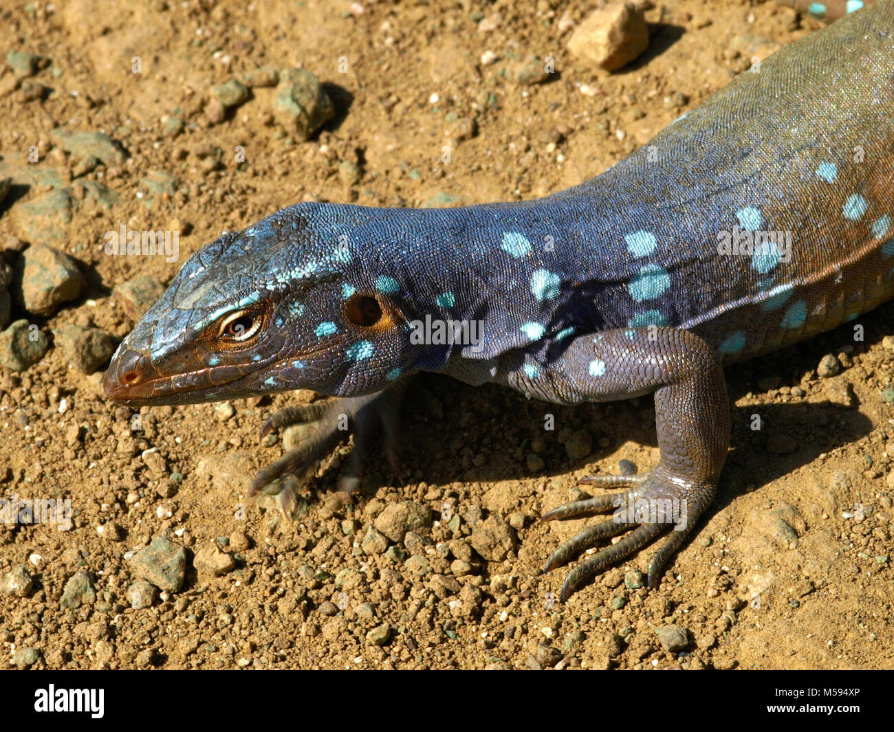 Whiptail lizard hi-res stock photography and images - Alamy