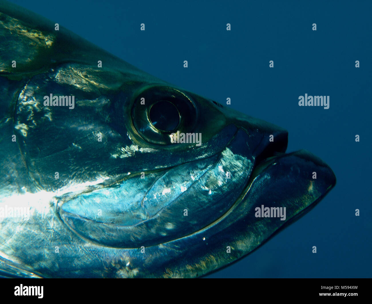 silvery fish head of a tarpon Stock Photo - Alamy