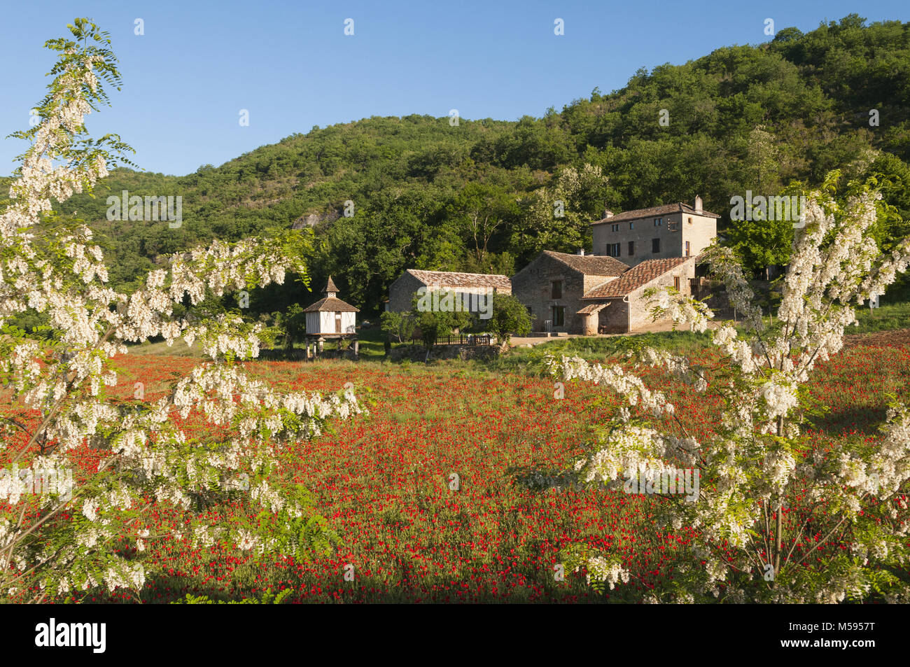 Coquelicot hi-res stock photography and images - Alamy