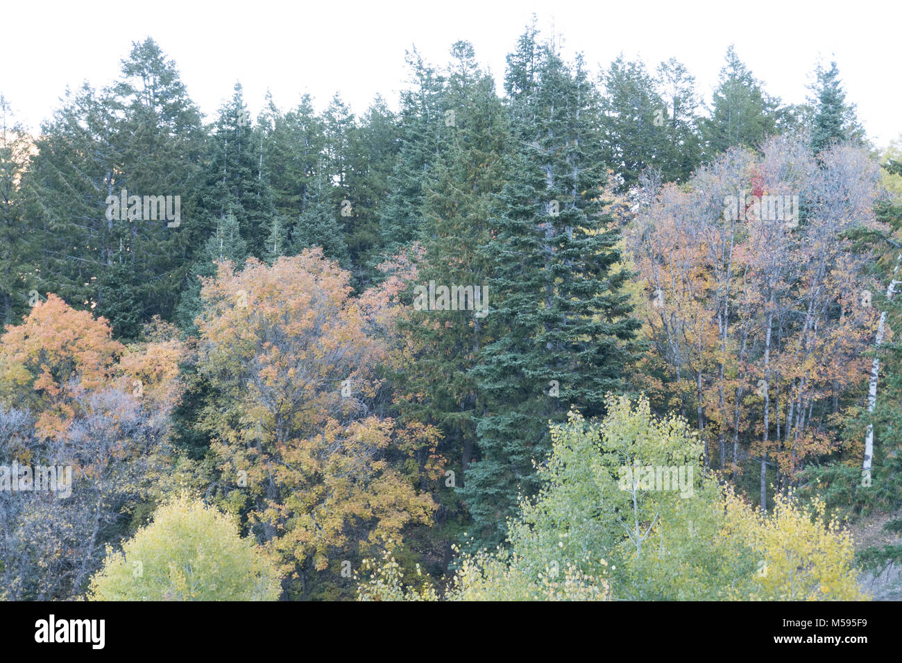Beautiiful mountain pine trees in the Fall Stock Photo - Alamy