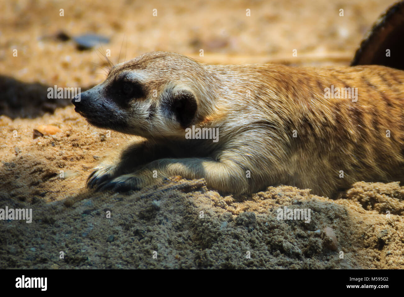 Suricate genus hi-res stock photography and images - Alamy