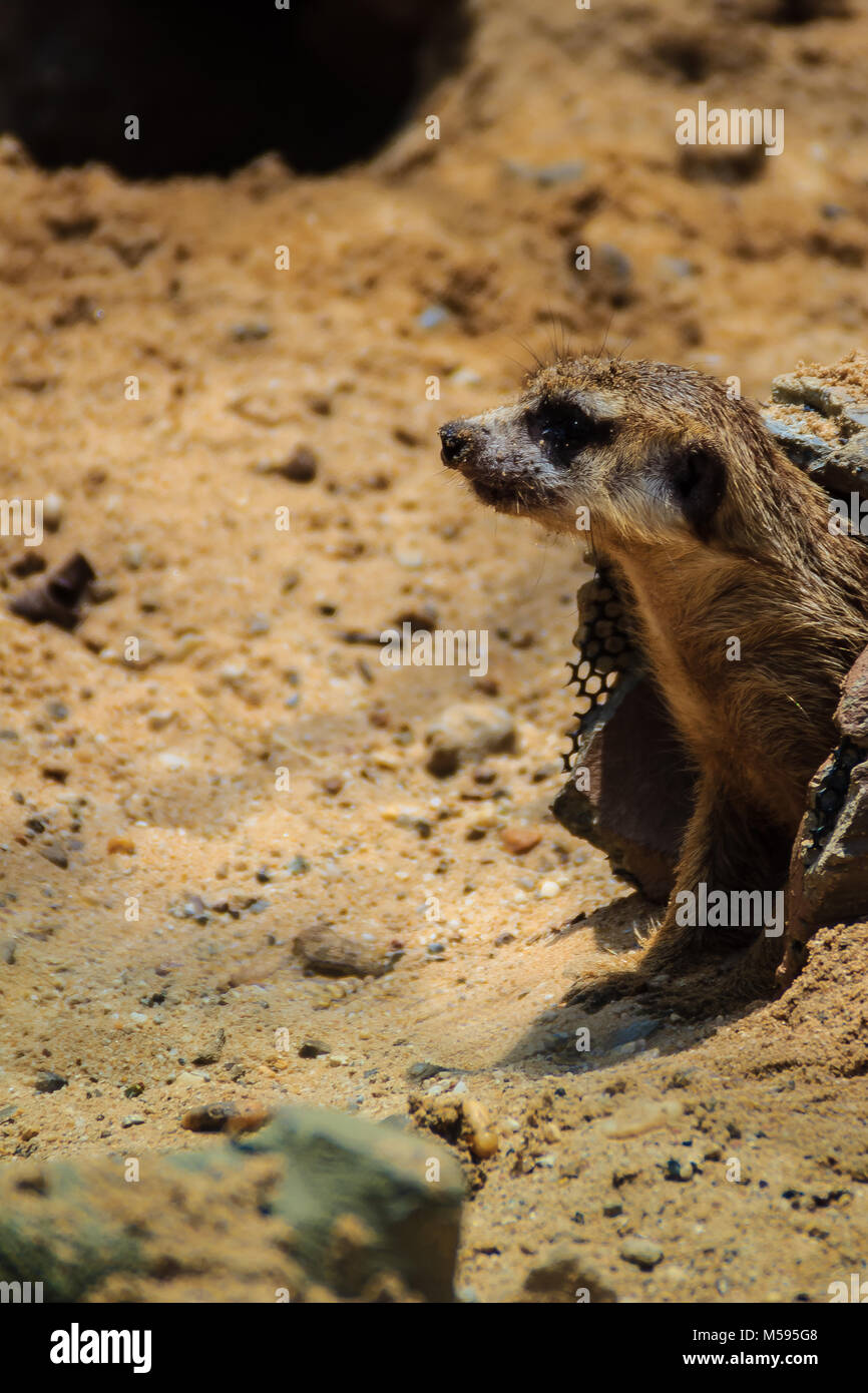 Suricate or meerkat (Suricata suricatta) is a small carnivoran ...