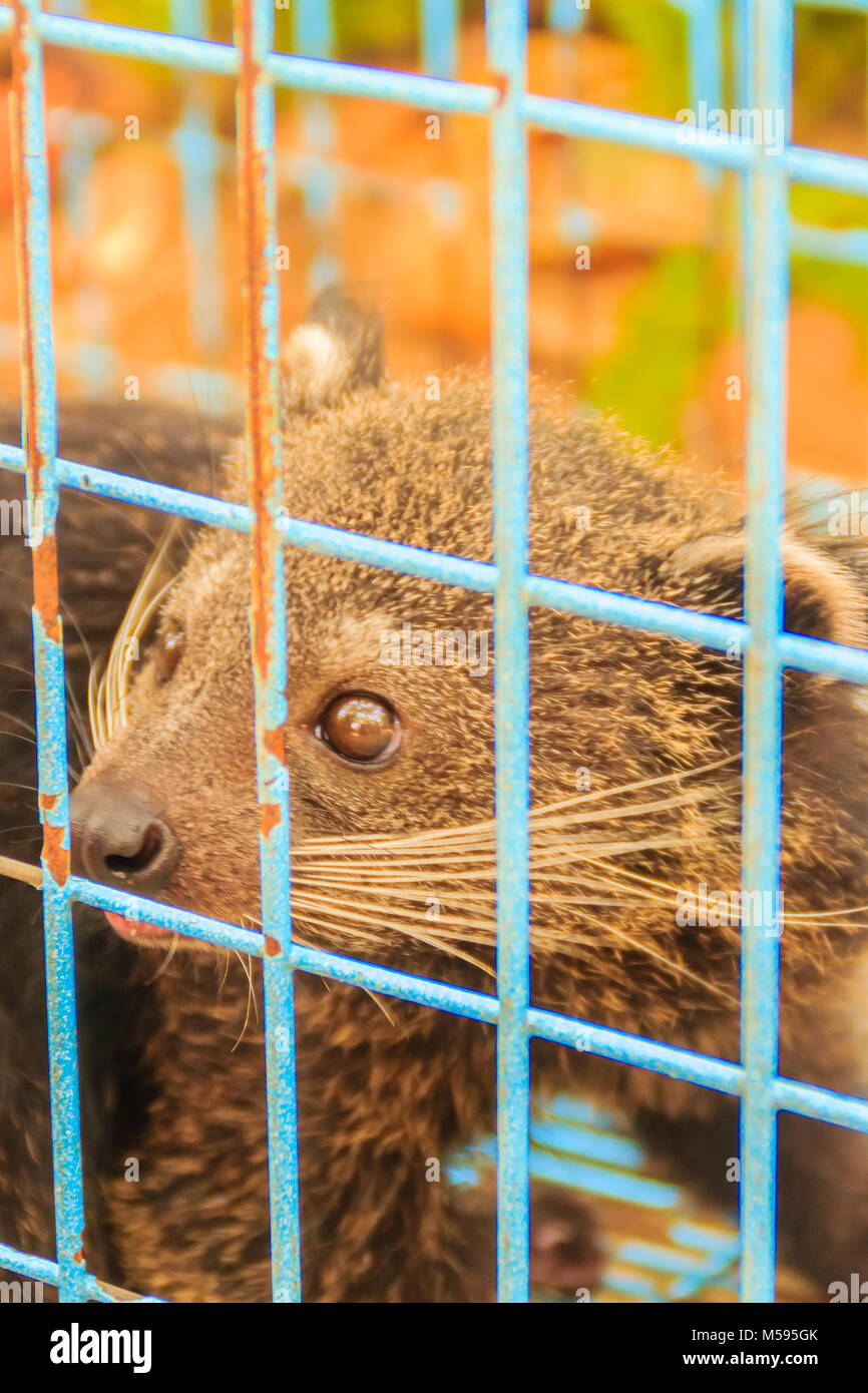 Binturong (Arctictis binturong), also known as the bearcat is a ...