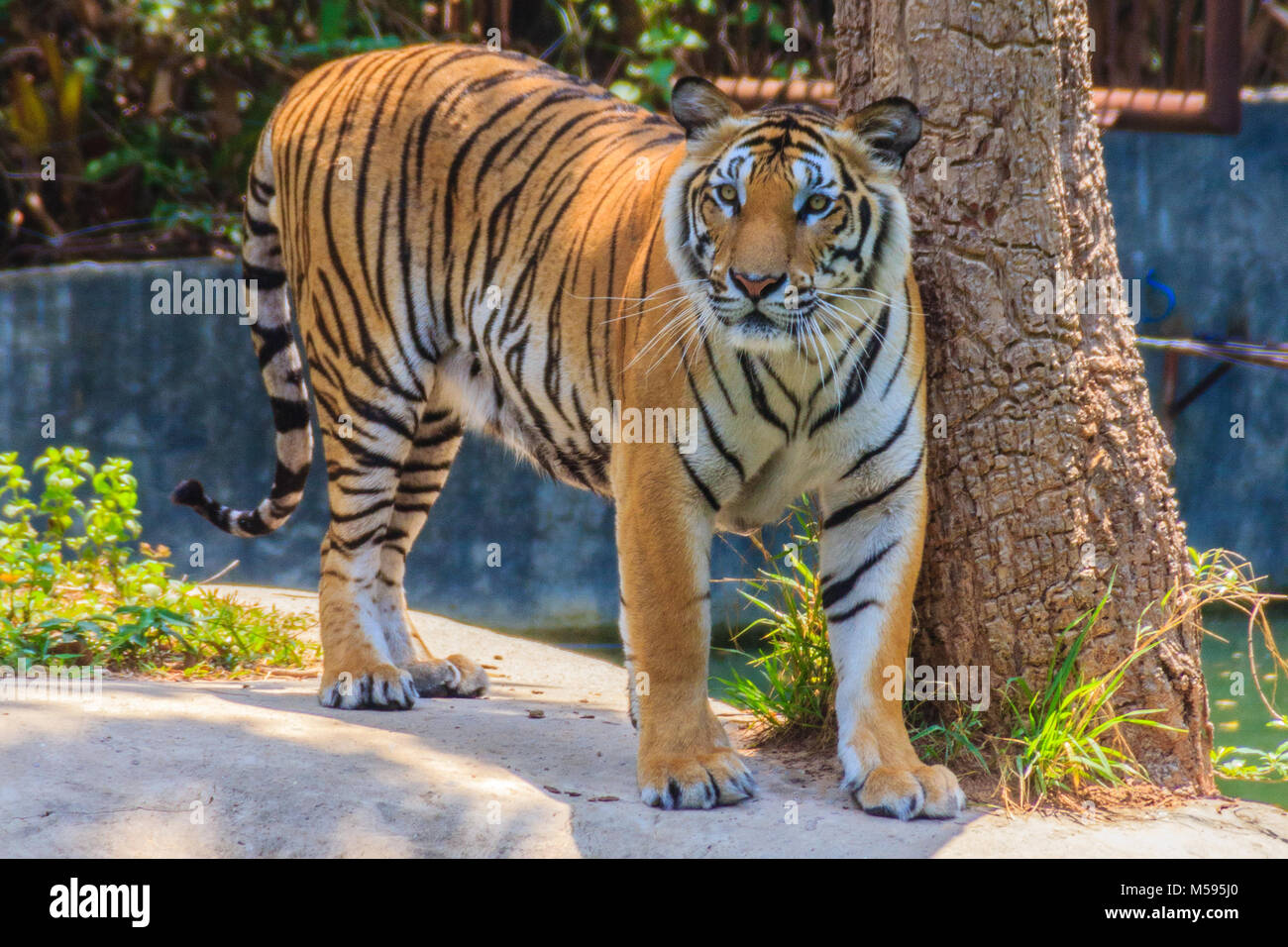 Indochinese tiger (Panthera tigris tigris), a tiger population that ...