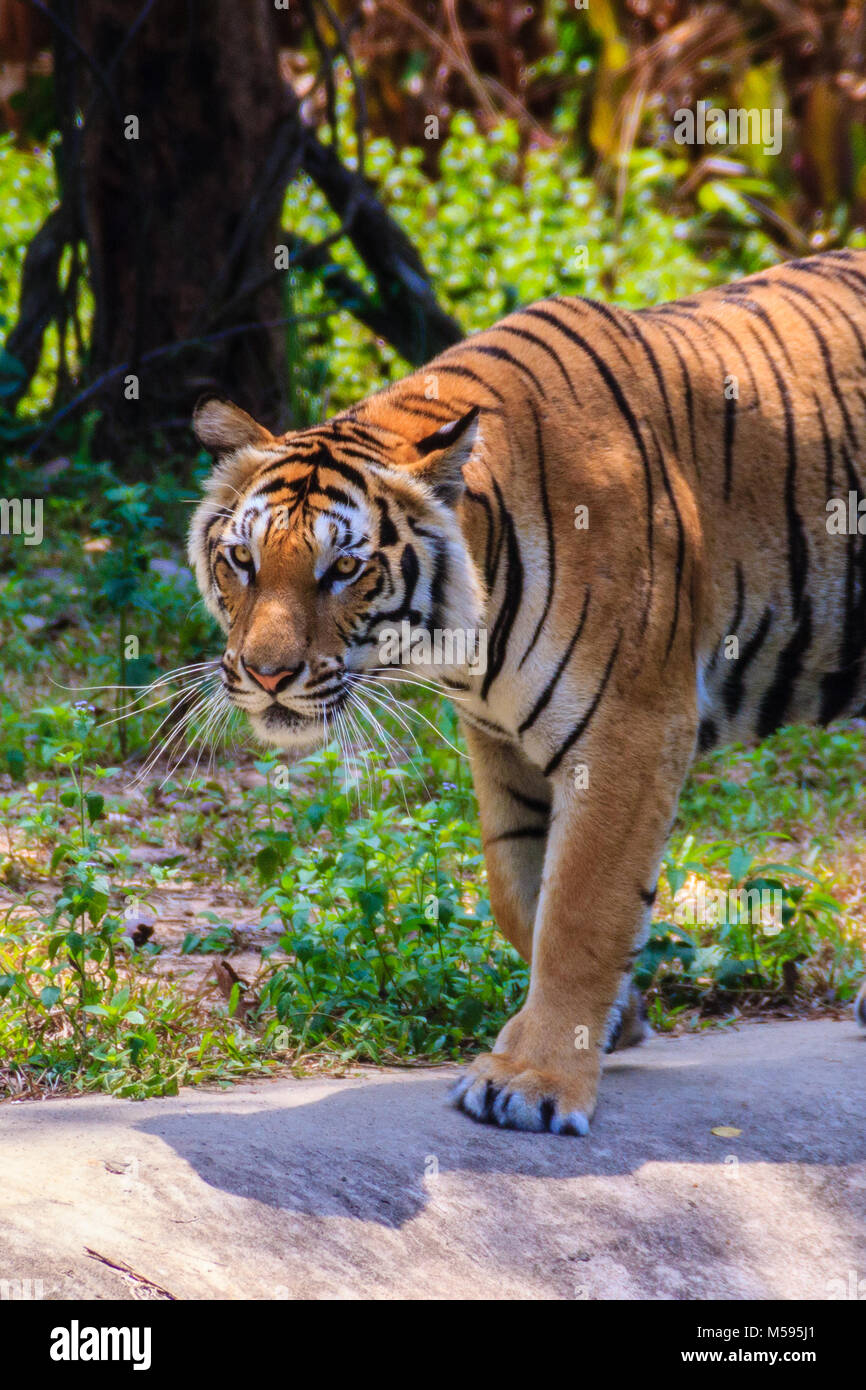 Indochinese tiger (Panthera tigris tigris), a tiger population that ...