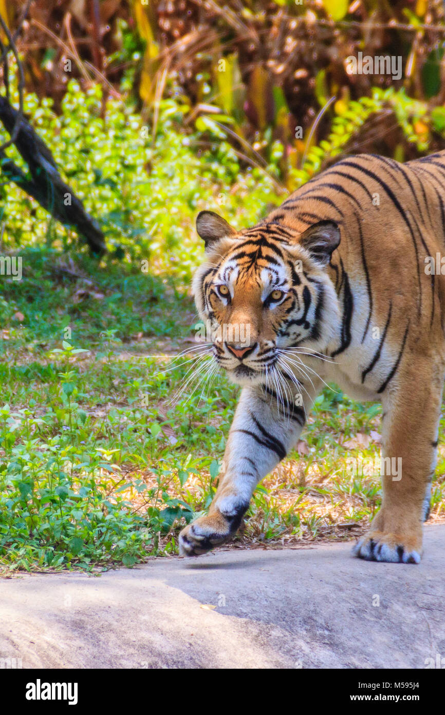 Indochinese tiger (Panthera tigris tigris), a tiger population that ...