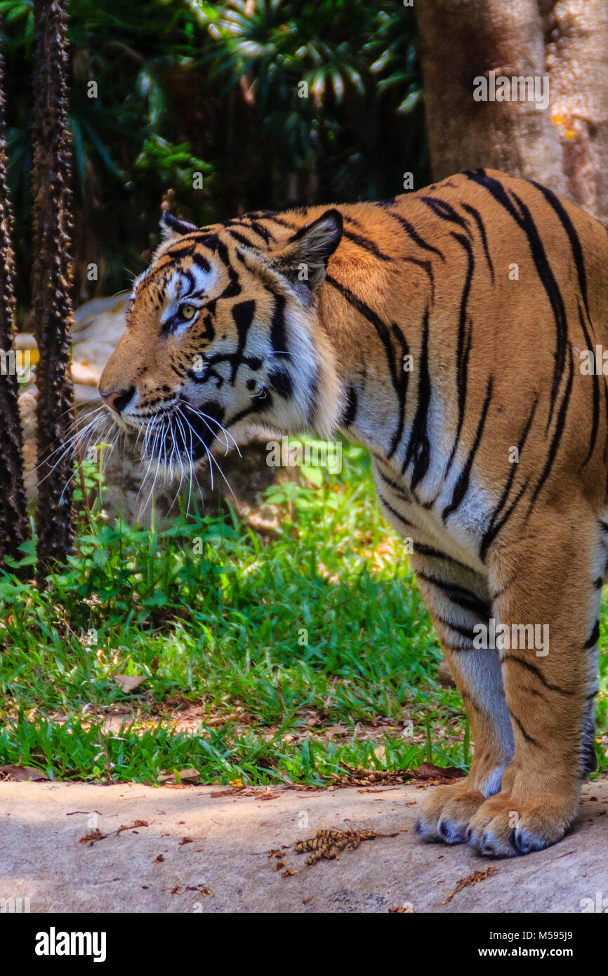 Indochinese tiger (Panthera tigris tigris), a tiger population that ...