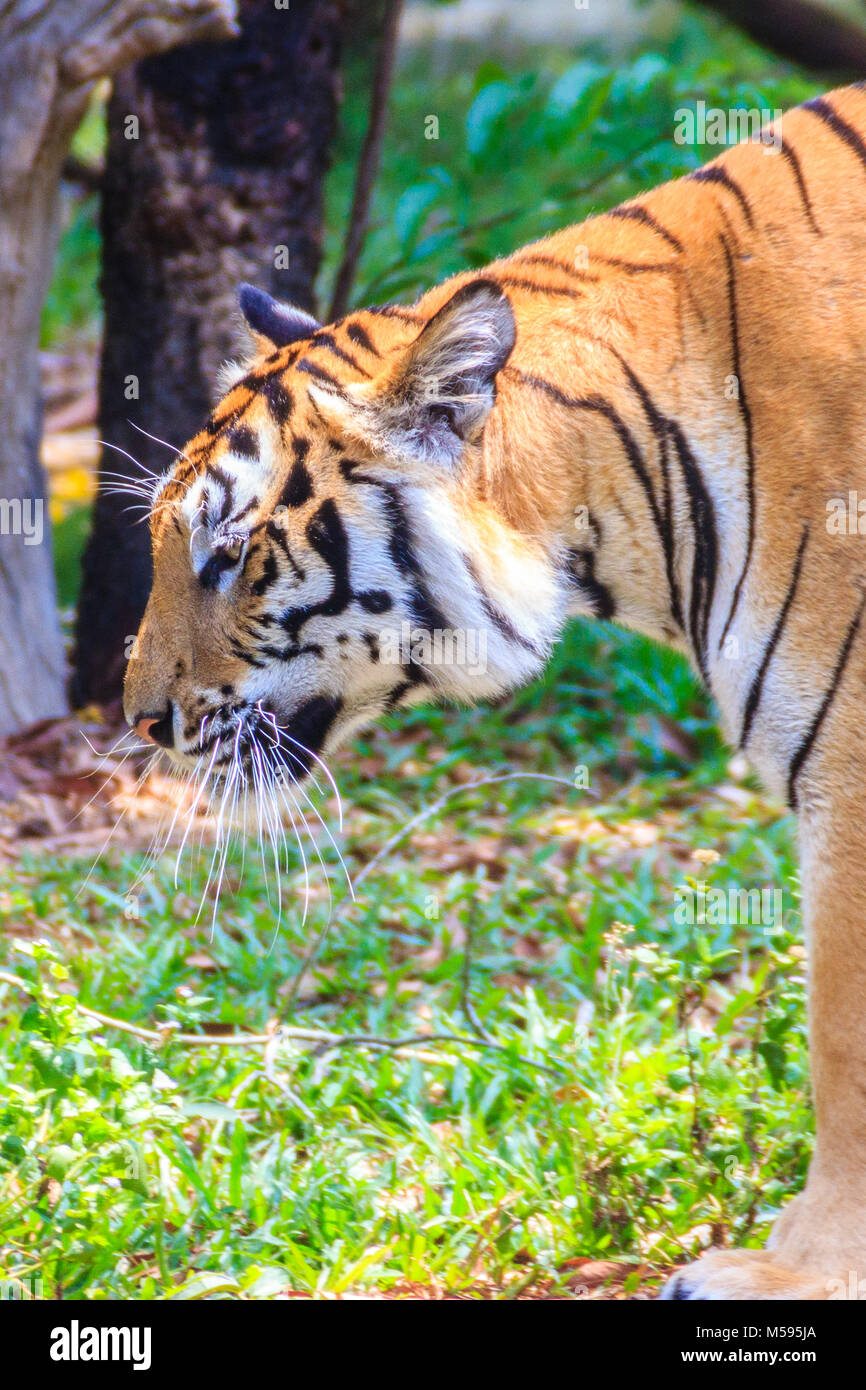 Indochinese tiger (Panthera tigris tigris), a tiger population that ...