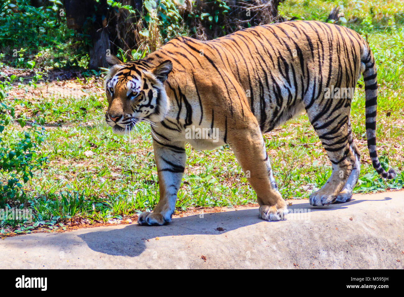 Indochinese tiger (Panthera tigris tigris), a tiger population that ...