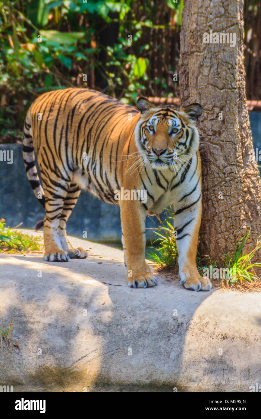 Indochinese tiger (Panthera tigris tigris), a tiger population that ...