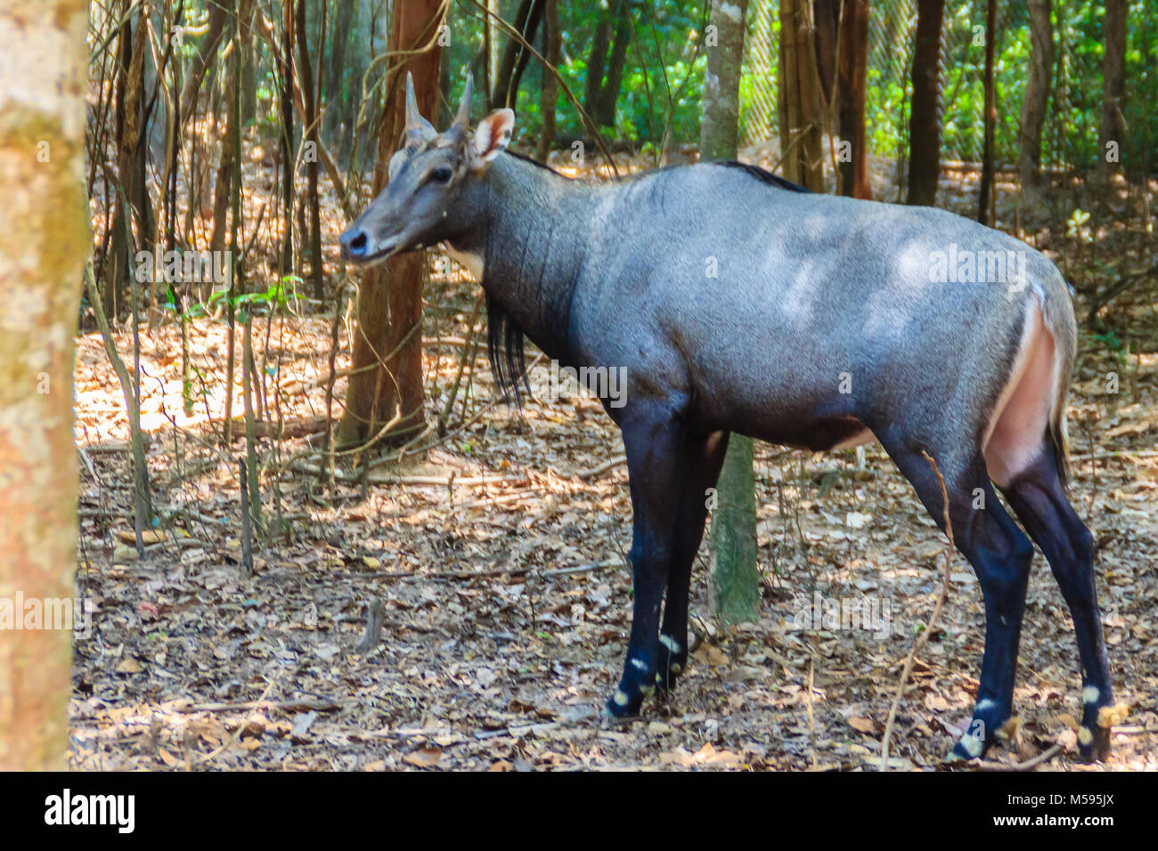 Cute Nilgai (Boselaphus tragocamelus), also known as the nilgau or blue ...