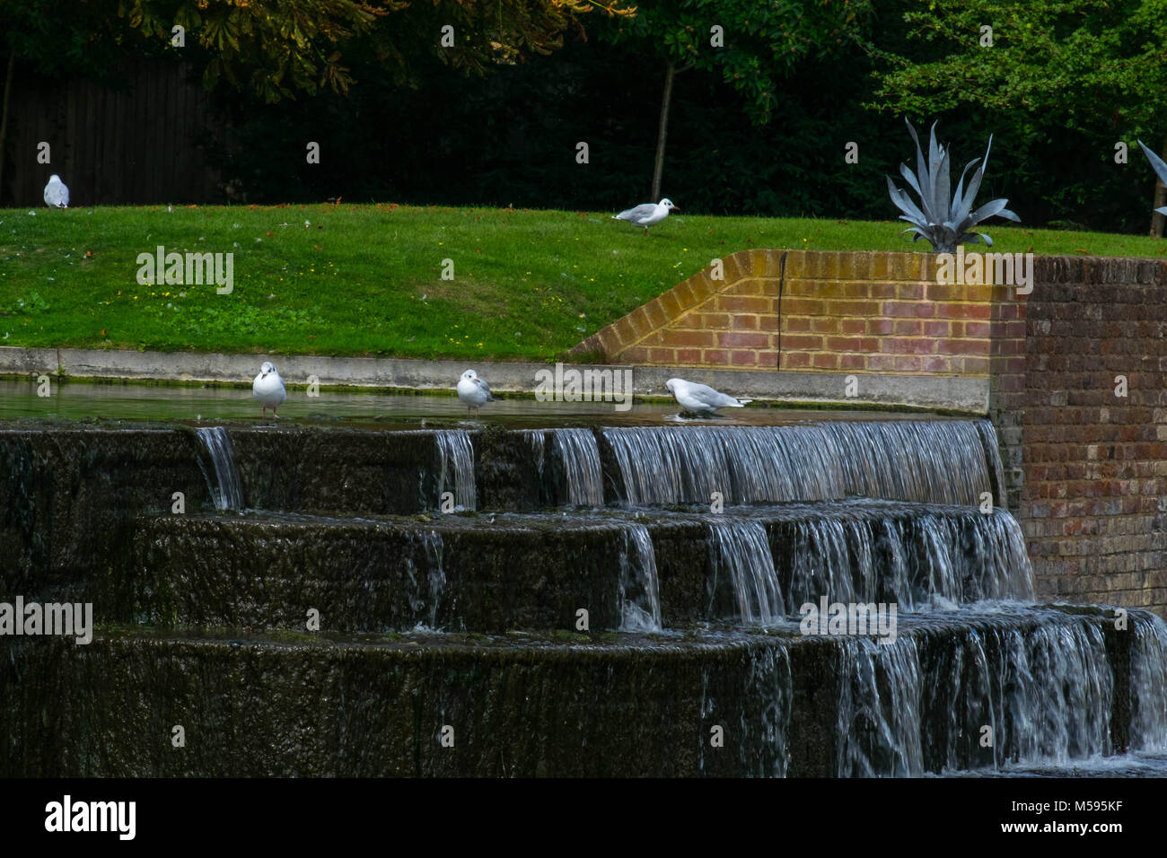 Garden water feature algae hi-res stock photography and images - Alamy