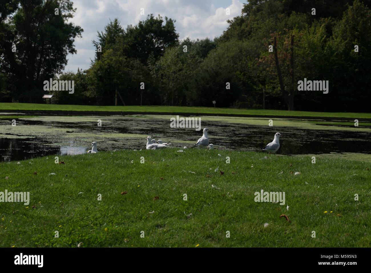 victorian water garden Stock Photo - Alamy