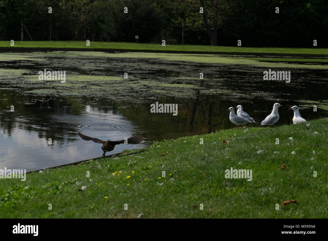 victorian water garden Stock Photo - Alamy