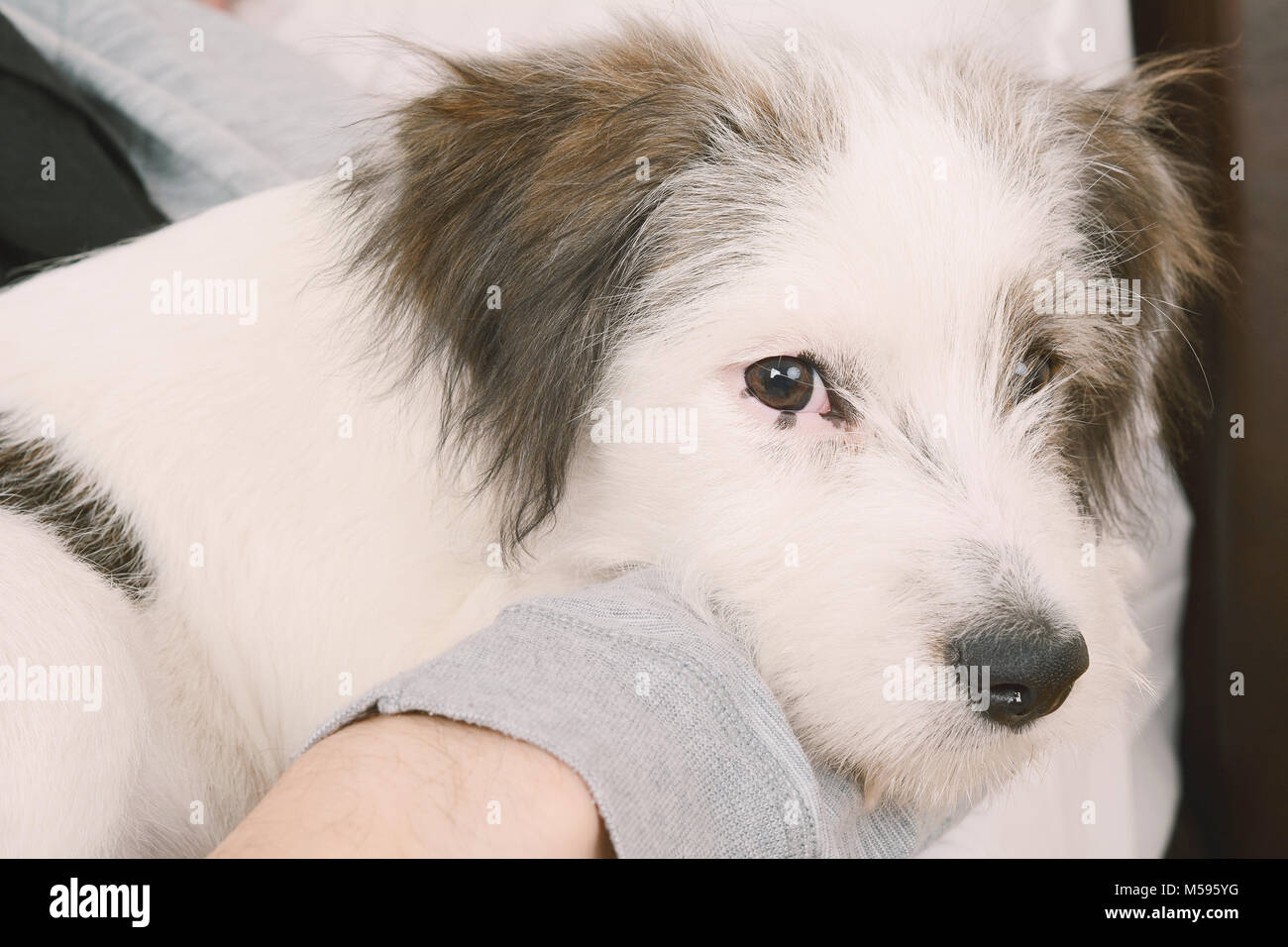 Beautiful puppy hi-res stock photography and images - Alamy