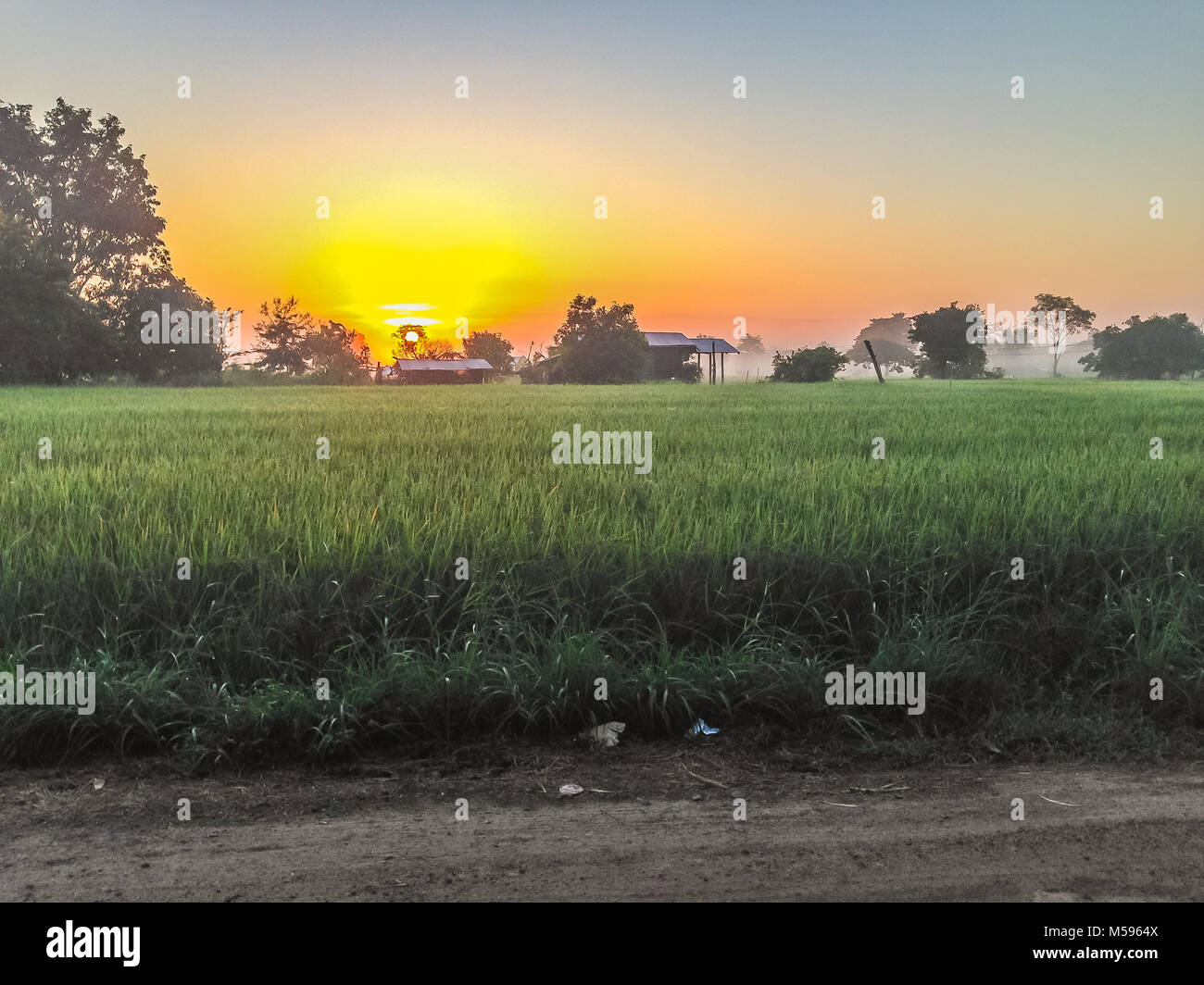 Beautiful view of rice paddy field during sunrise, cloudy and blue sky ...