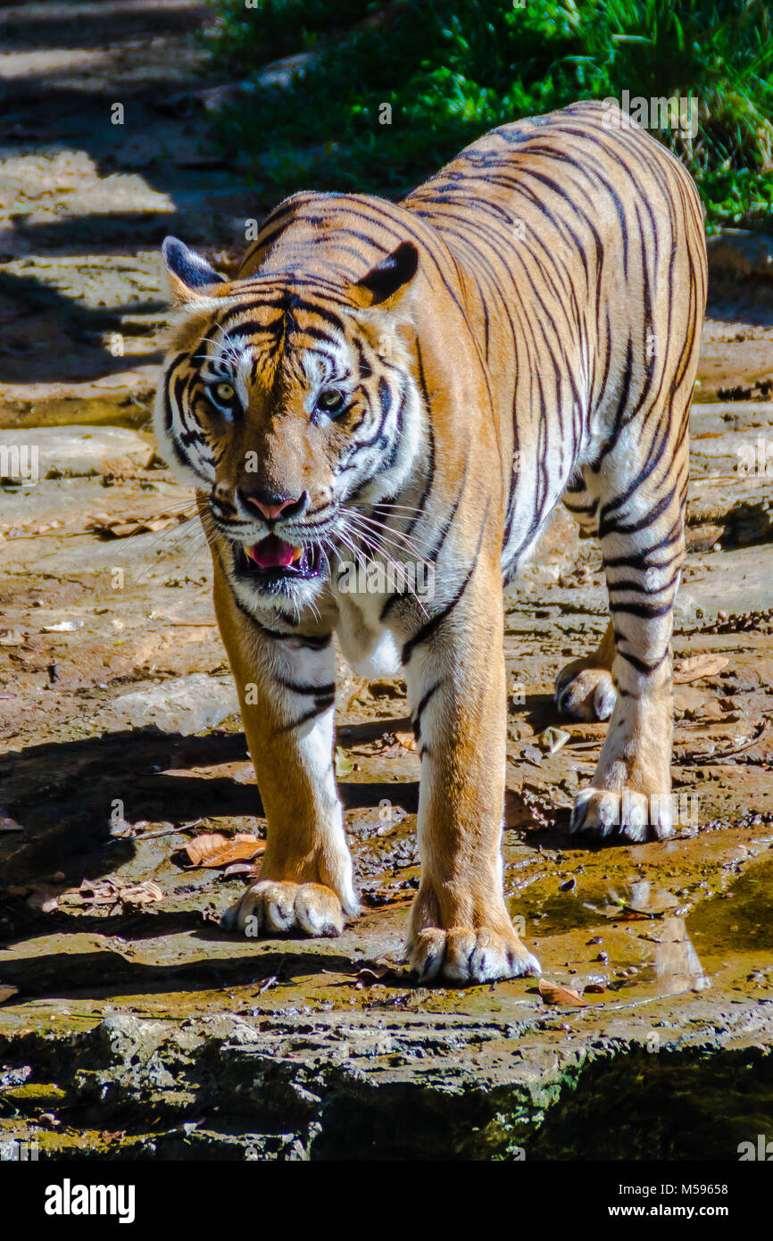 Indochinese tiger (Panthera tigris tigris), a tiger population that ...