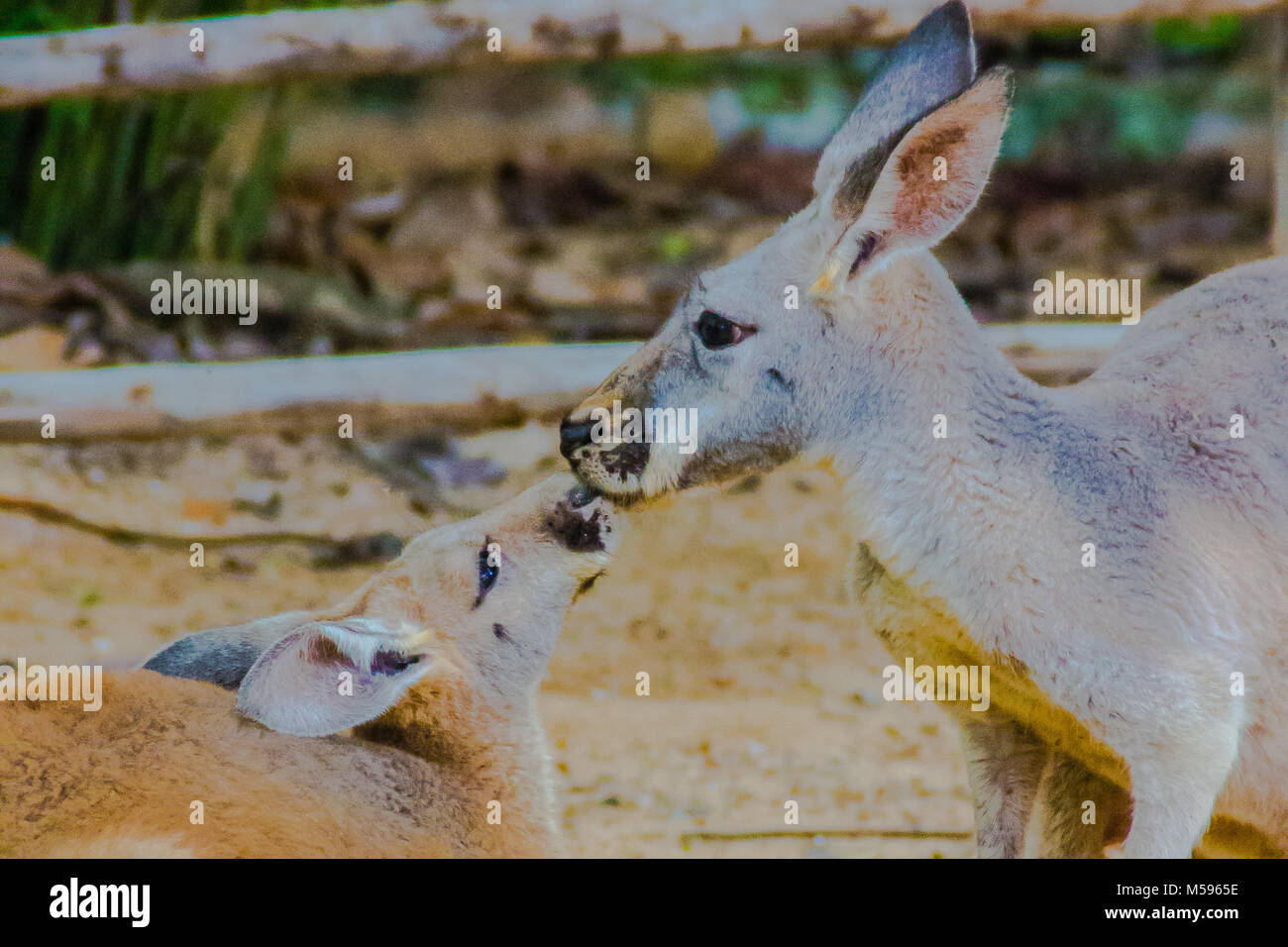 Kangaroo marsupial from the family Macropodidae mammal animal at the ...