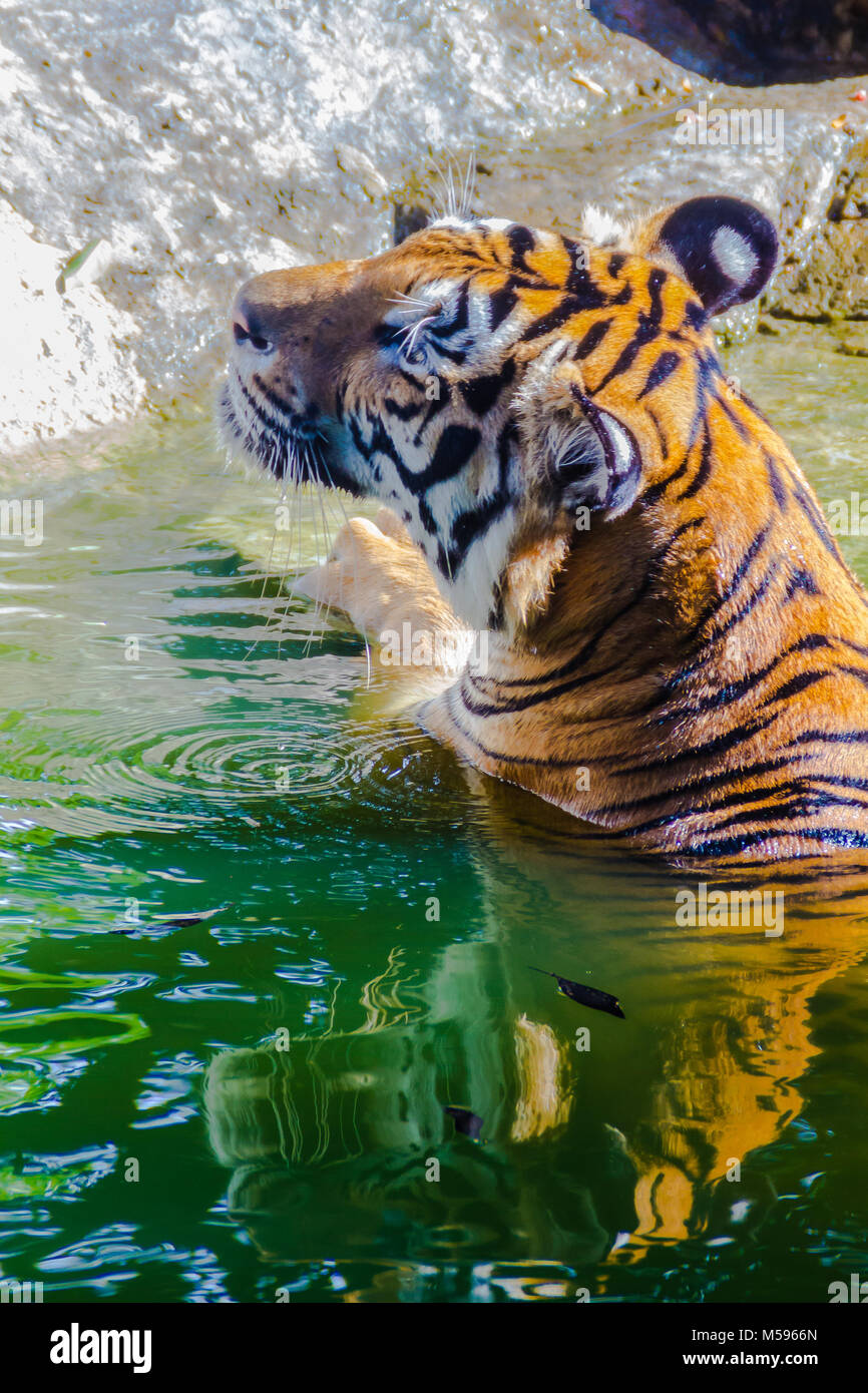 Indochinese tiger (Panthera tigris tigris), a tiger population that ...