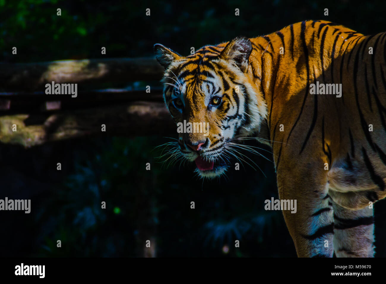 Indochinese tiger (Panthera tigris tigris), a tiger population that ...