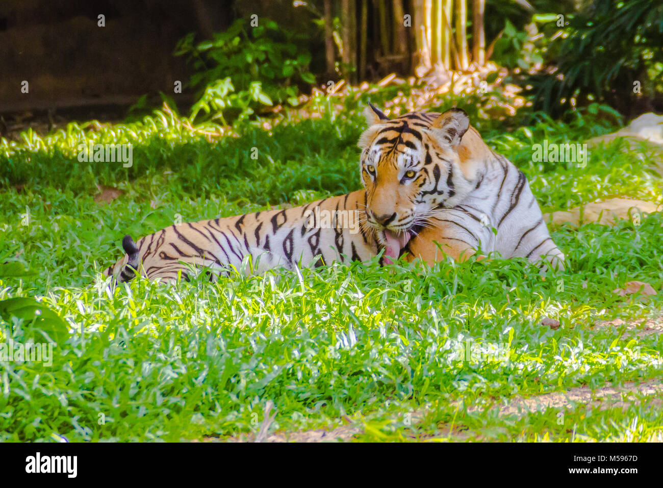 Indochinese tiger (Panthera tigris tigris), a tiger population that ...