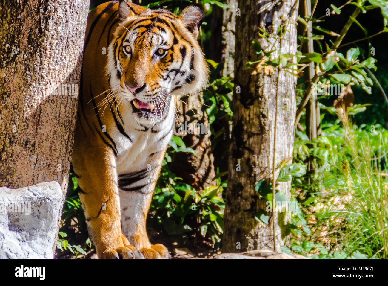 Indochinese tiger (Panthera tigris tigris), a tiger population that ...