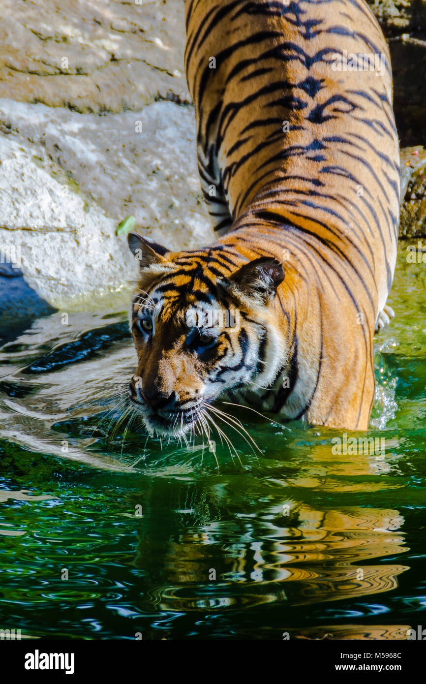 Indochinese tiger (Panthera tigris tigris), a tiger population that ...