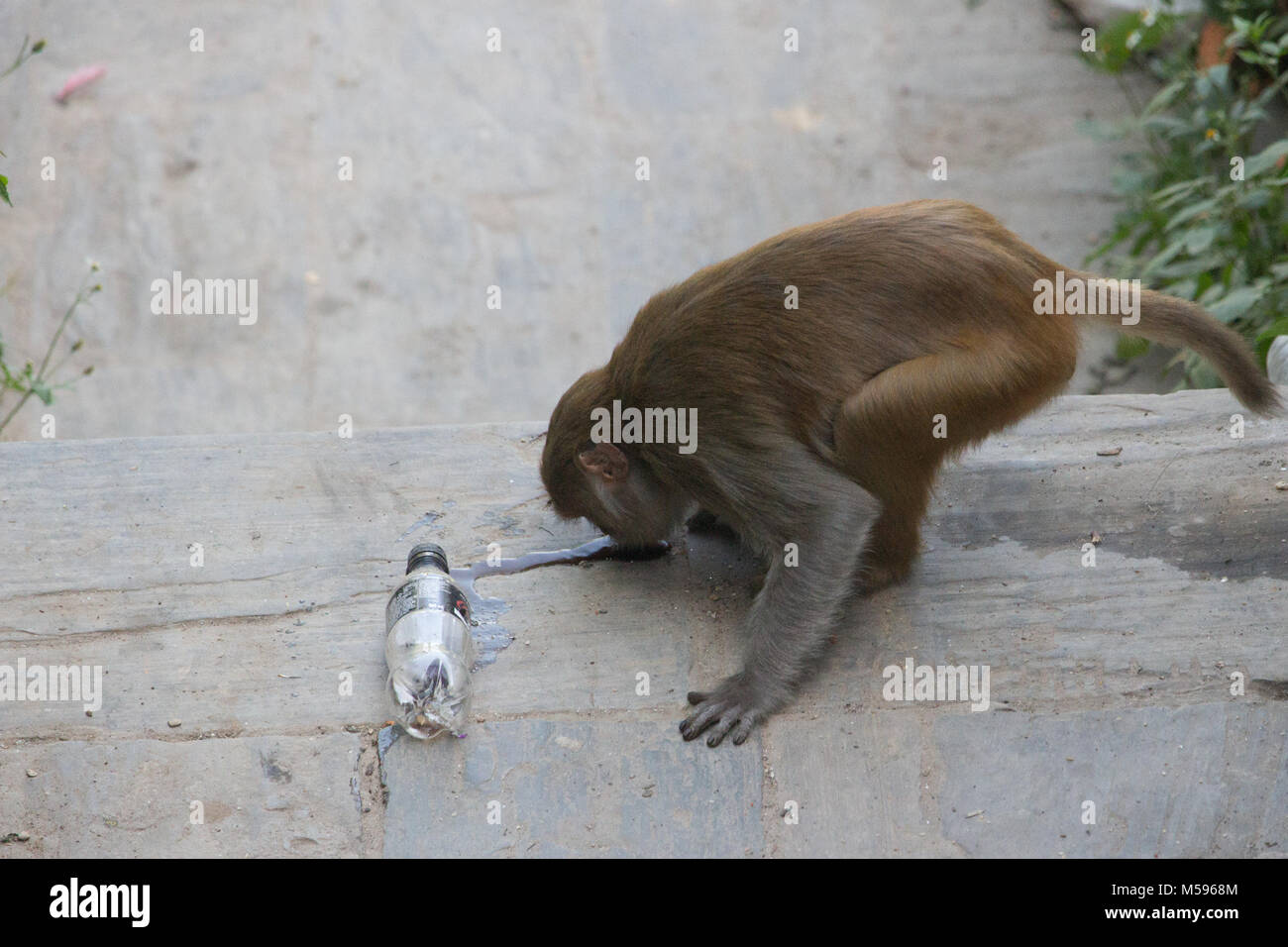 Monkey shoot hi-res stock photography and images - Alamy