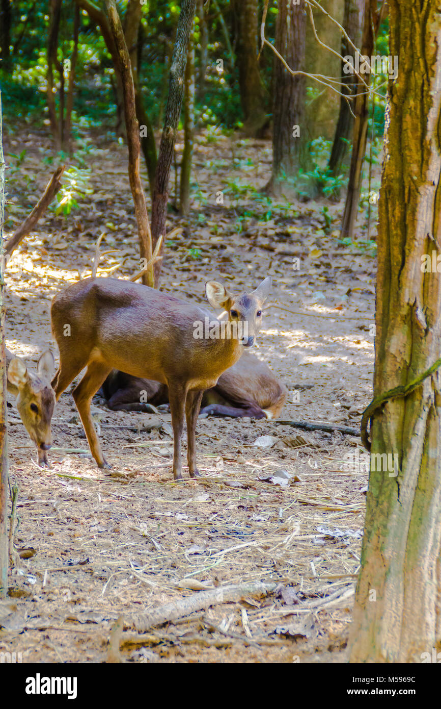 Hog deer, or Cervus porcinus, or Axis porcinus in the national park, a ...