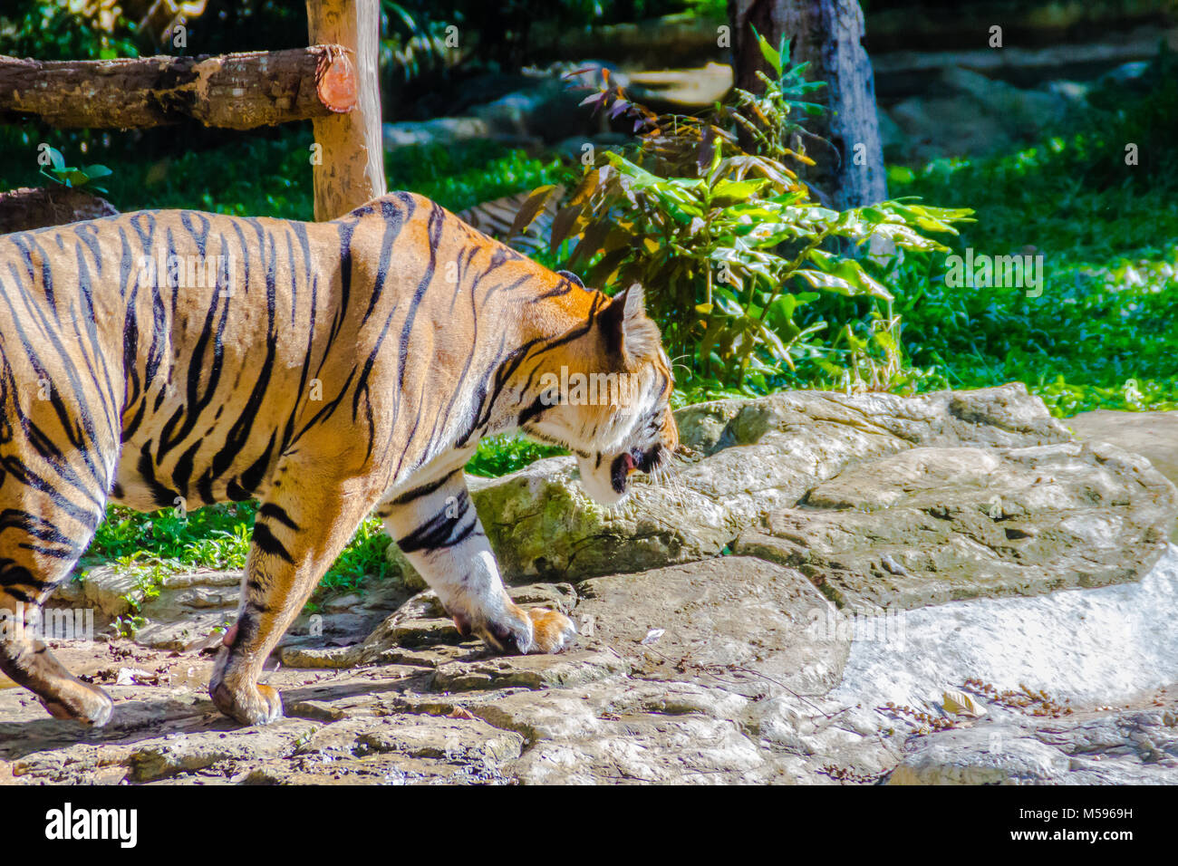 Indochinese tiger (Panthera tigris tigris), a tiger population that ...
