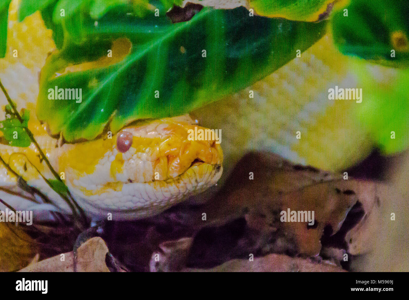 The Burmese python (Python bivittatus) is one of the five largest ...