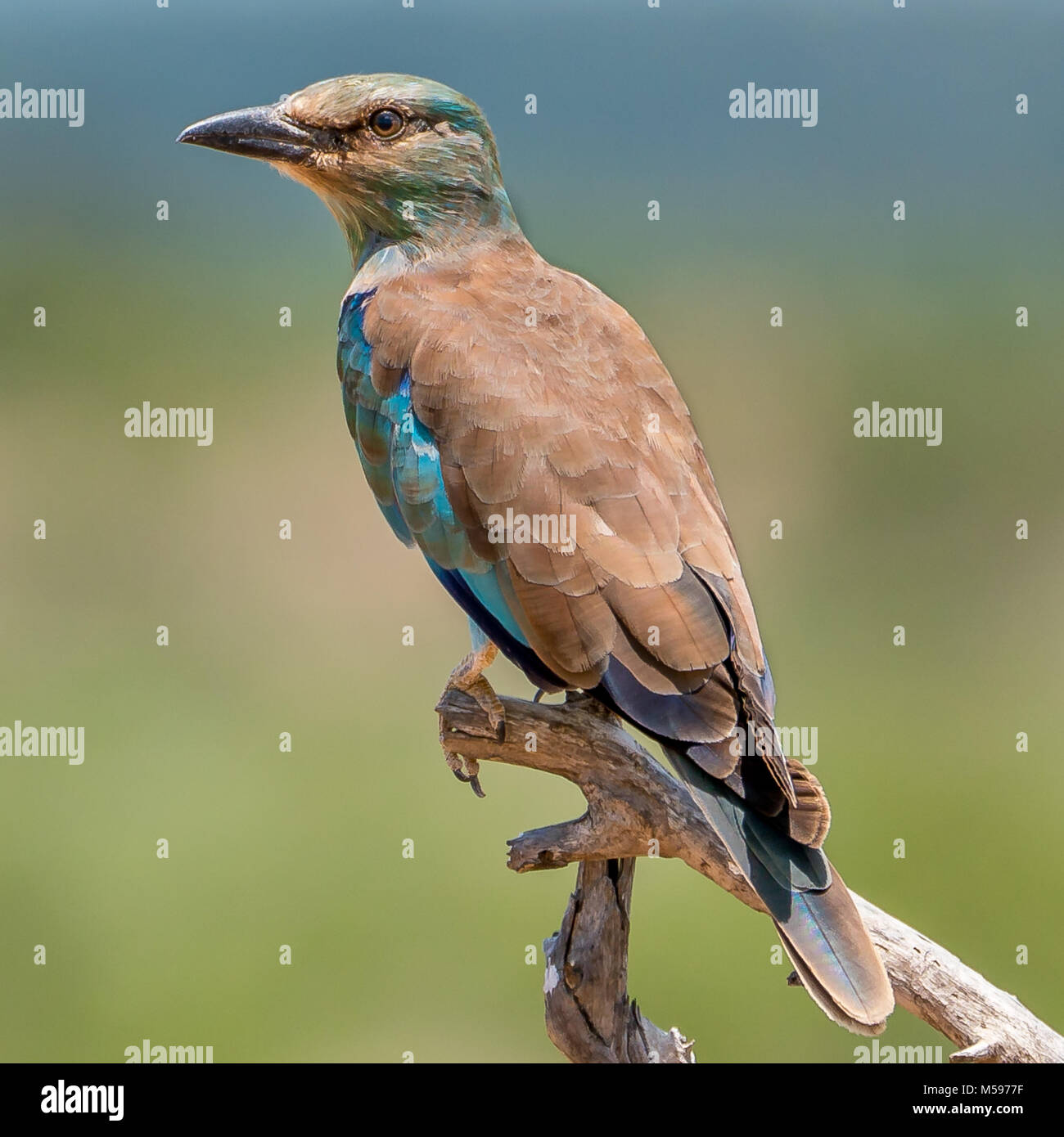Southern rollers hi-res stock photography and images - Alamy