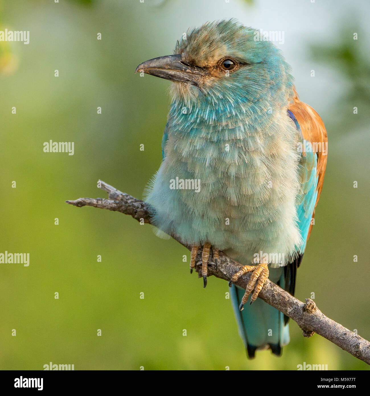 Wing of a european roller hi-res stock photography and images - Alamy