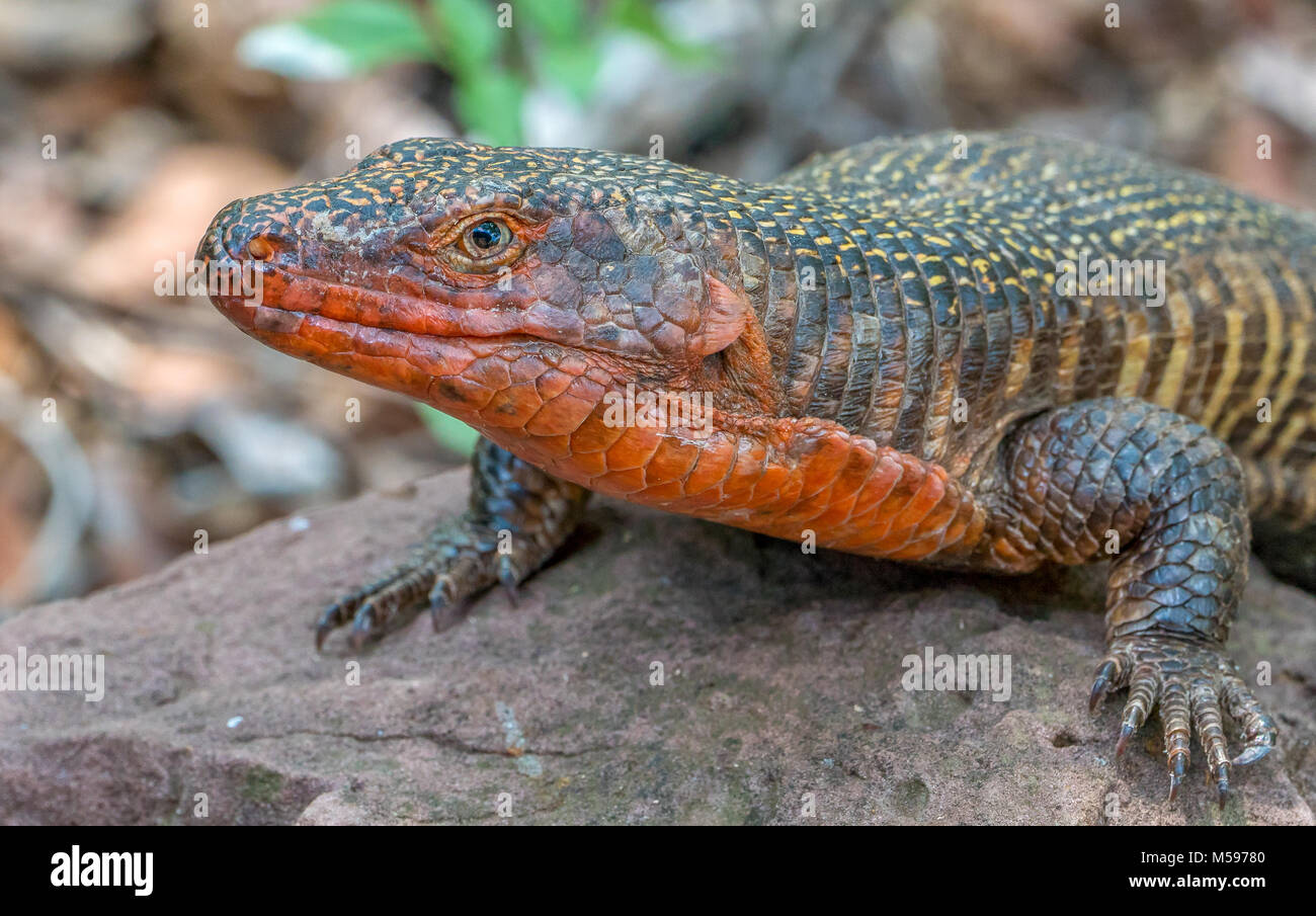 Rough scaled plated lizard gerrhosaurus major hi-res stock photography ...