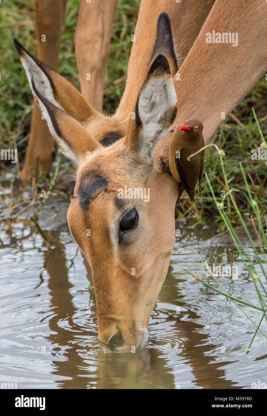 Drinking Impala High Resolution Stock Photography and Images - Alamy
