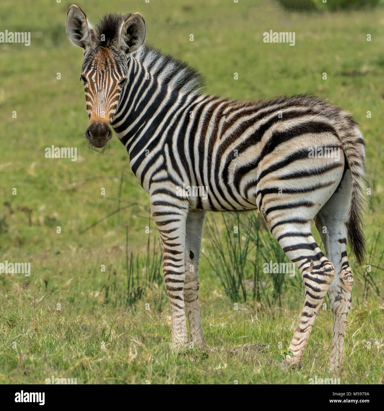 young zebra standing alone looking over the savannah Stock Photo - Alamy
