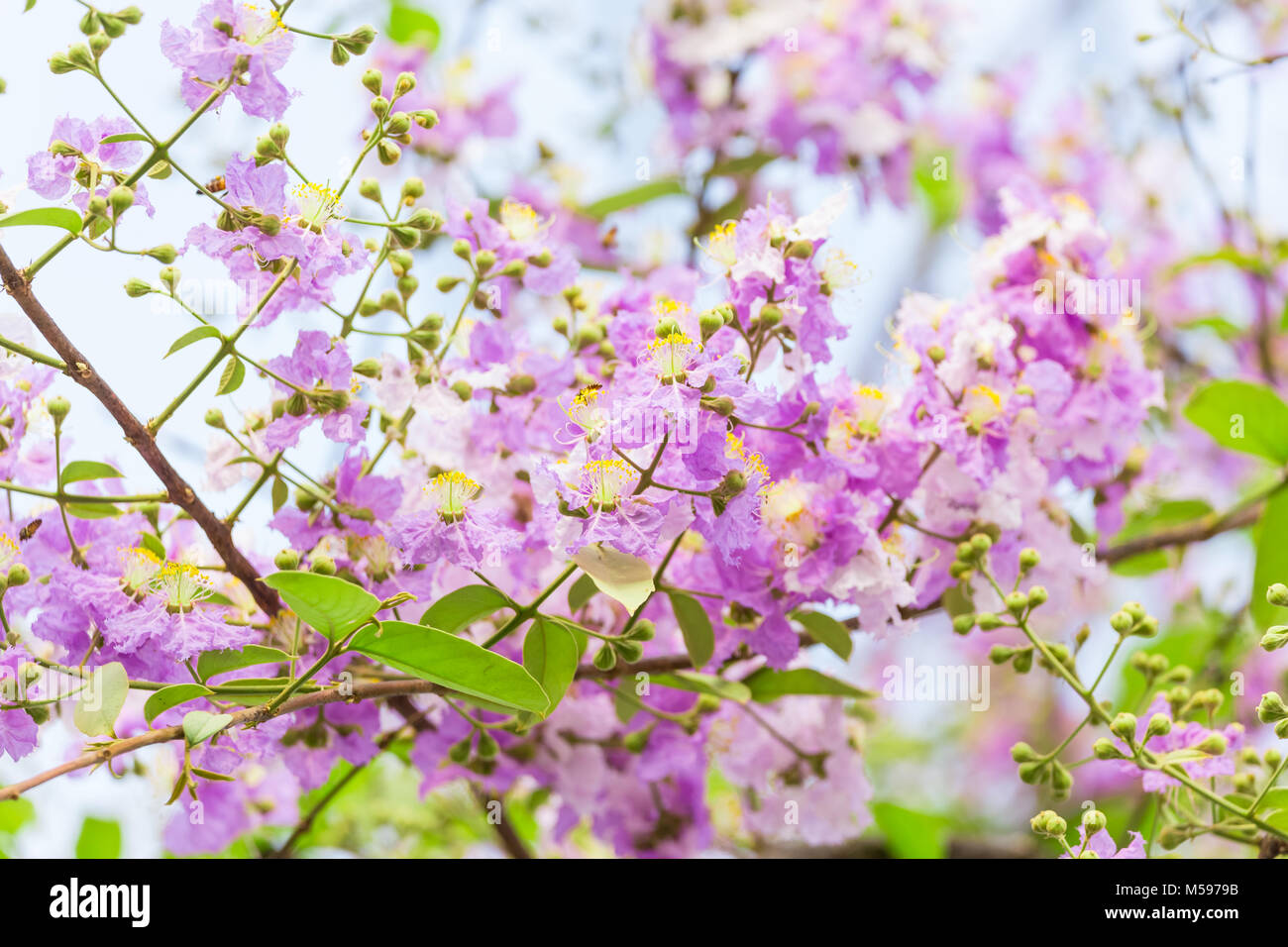 Lagerstroemia floribunda flower, also known as Thai crape myrtle and ...