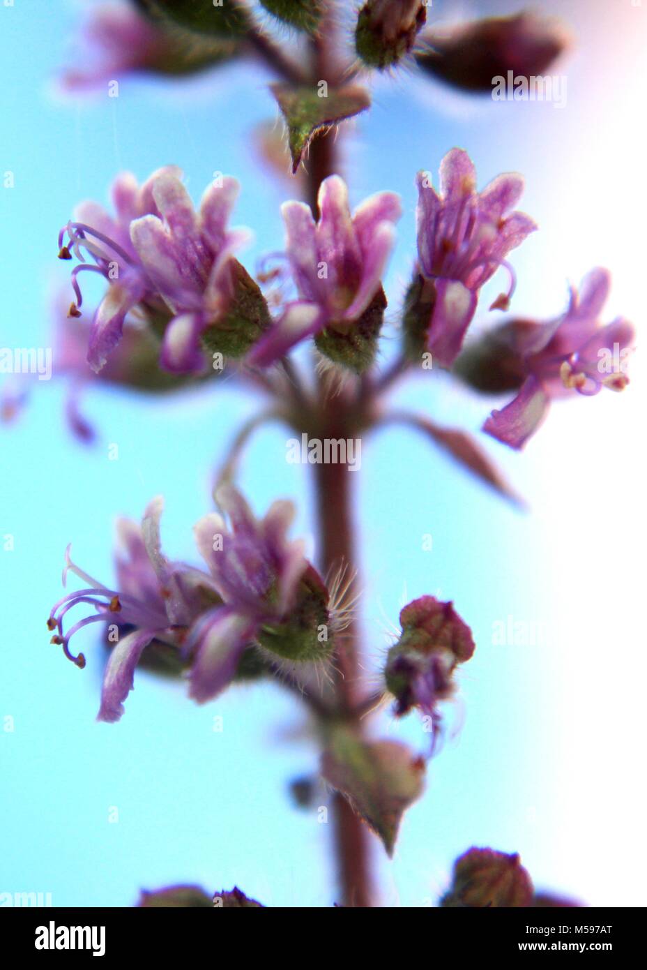 close-up, macro view of small purple color Thulasi, Tulsi, holy basil ...