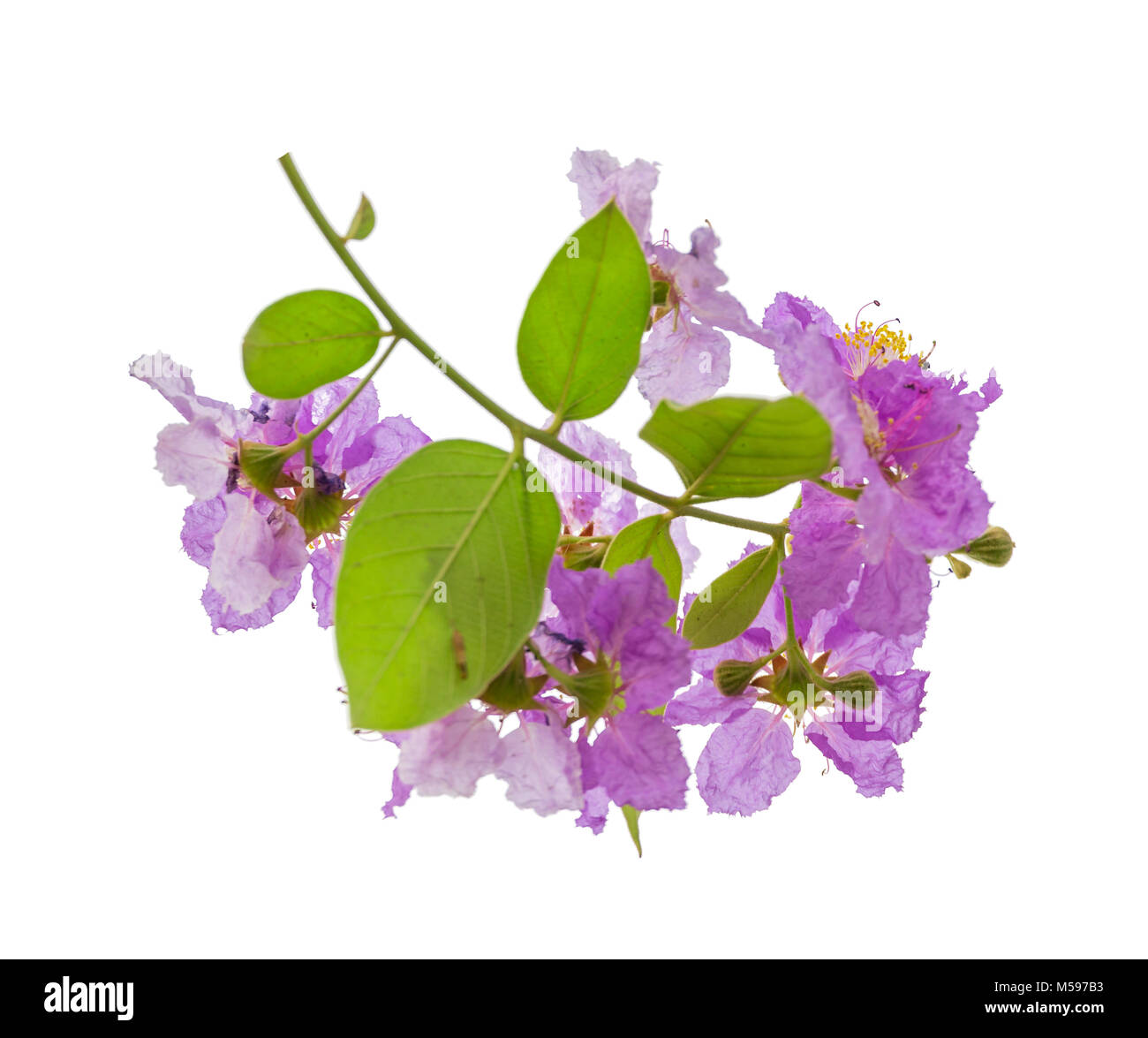 Lagerstroemia floribunda flower, also known as Thai crape myrtle and ...