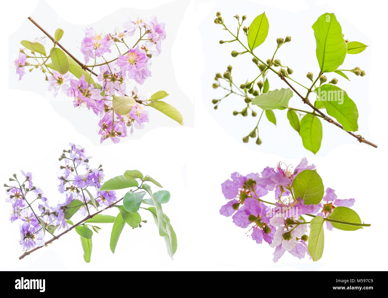 Lagerstroemia floribunda flower, also known as Thai crape myrtle and ...