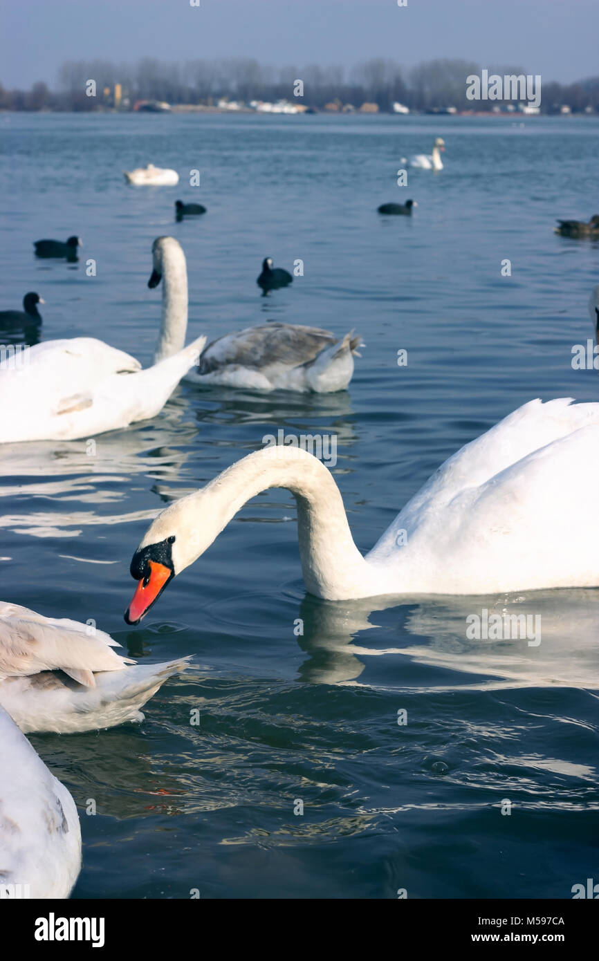 Flock of swans on the river Stock Photo - Alamy