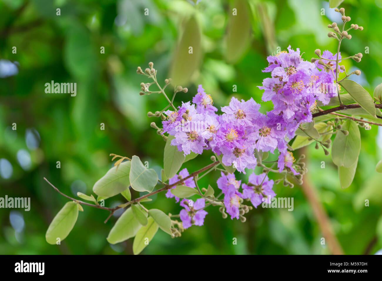 Lagerstroemia floribunda flower, also known as Thai crape myrtle and ...