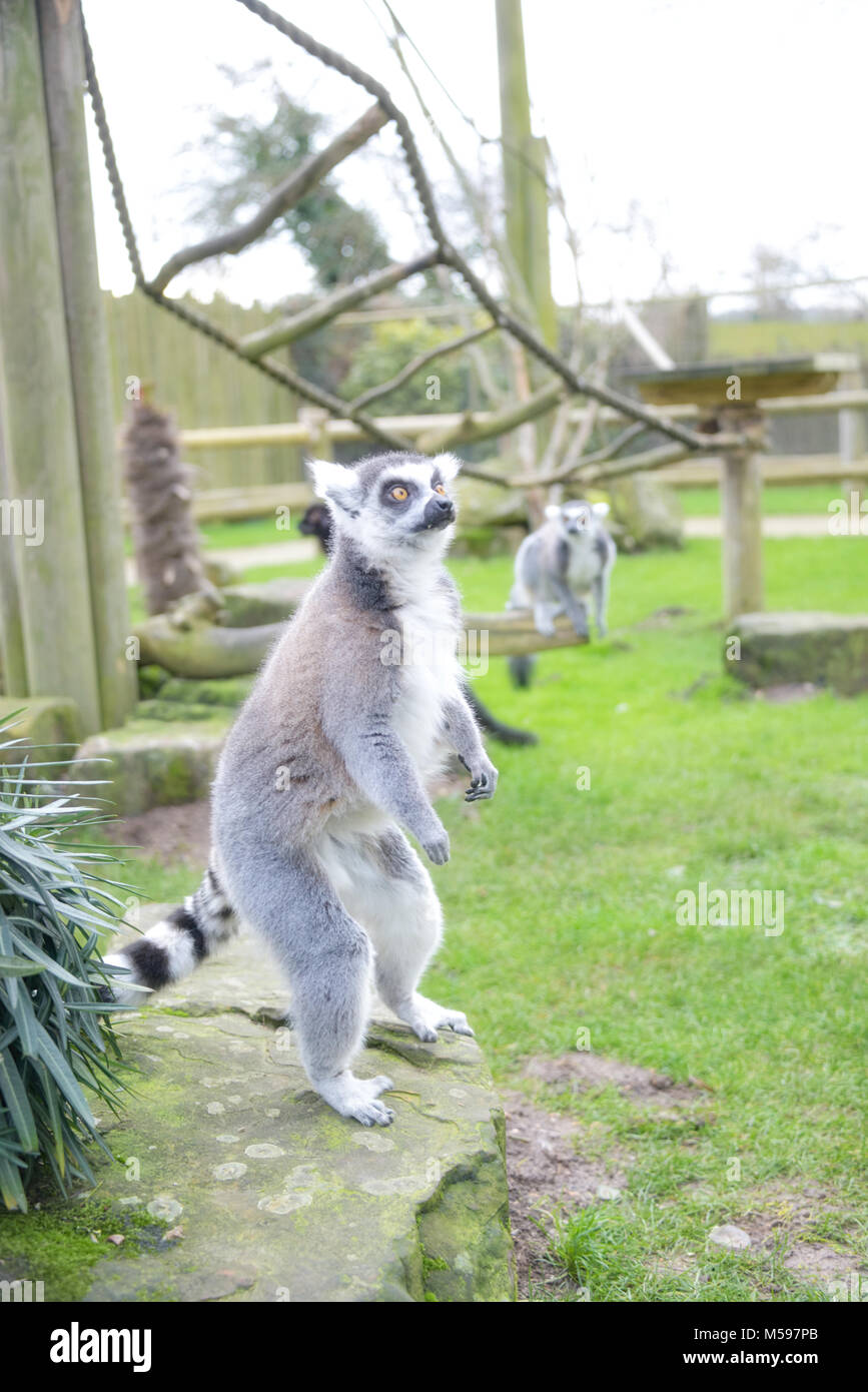 children playing with and feeding the Ring Tailed Lemurs in the ...