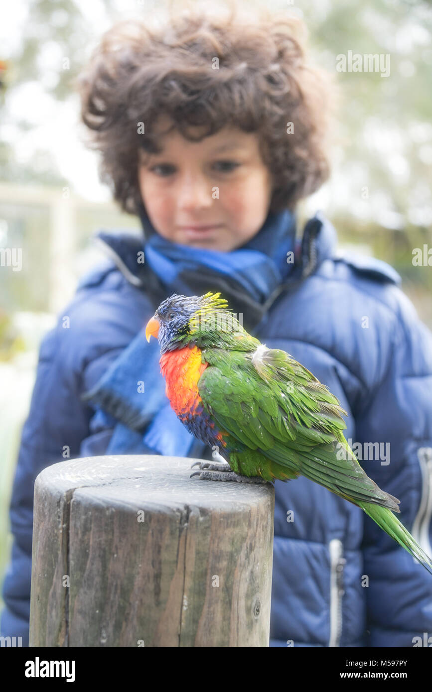 a group of children interacting with parakeets in a zoo enclosure Stock ...